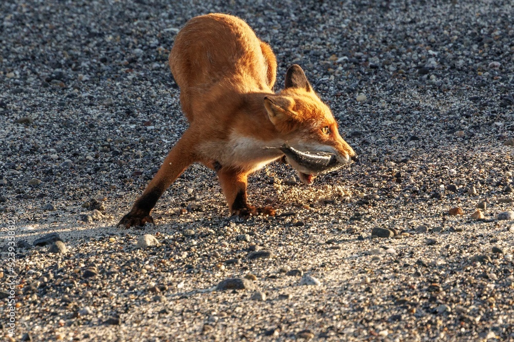 Red fox (Vulpes vulpes) with a caught fish in its mouth Stock Photo ...