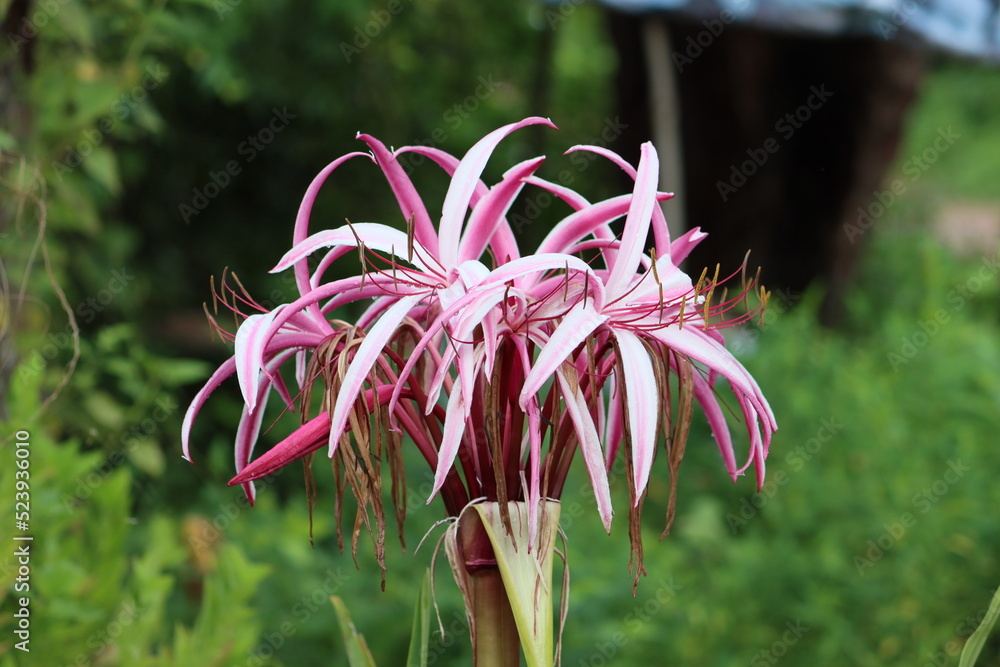 Foto de Cambodia. Crinum asiaticum, commonly known as poison bulb ...