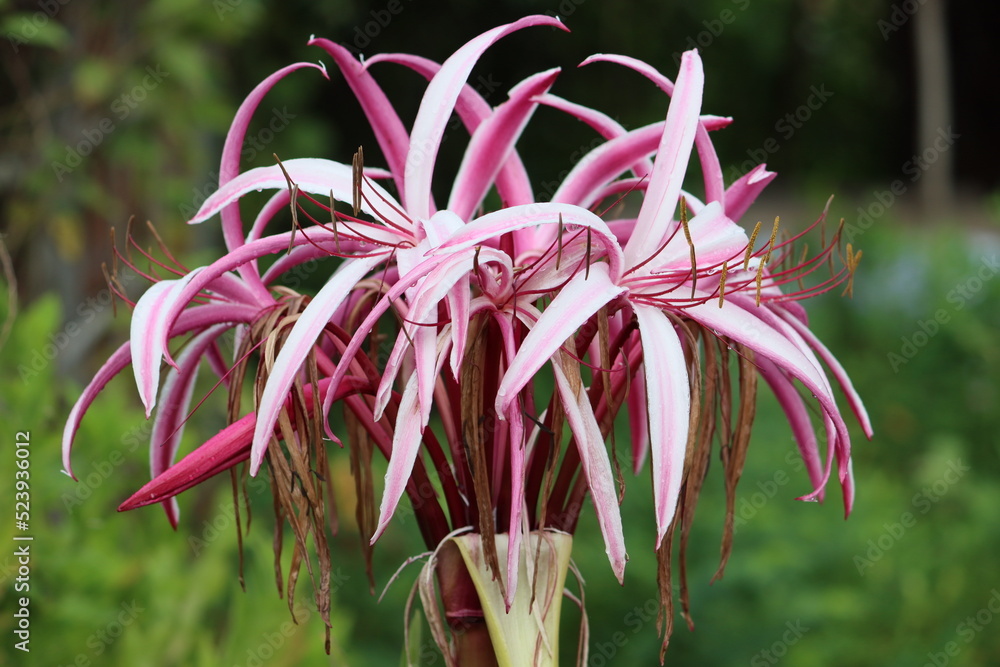 Cambodia Crinum Asiaticum Commonly Known As Poison Bulb Giant Crinum Lily Grand Crinum Lily