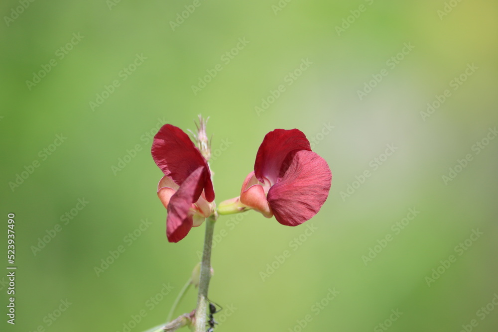 Cambodia. Macroptilium atropurpureum, commonly referred to as purple ...