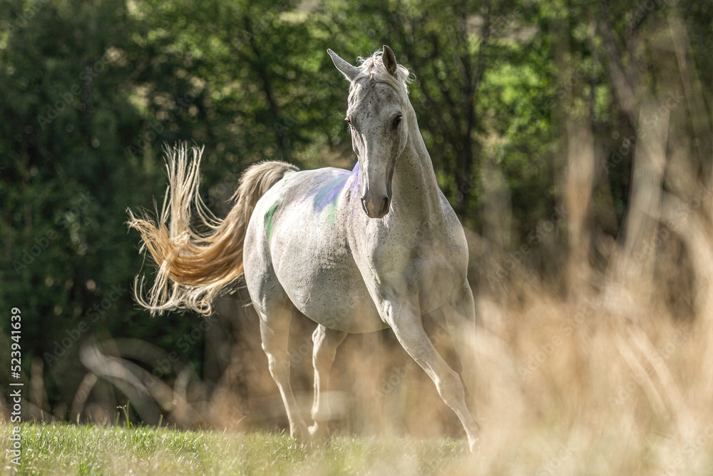 Portrait of a beautiful white arabian horse gelding running across a ...