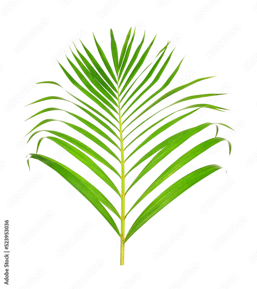 green leaf of palm tree on transparent background png file Stock Photo ...
