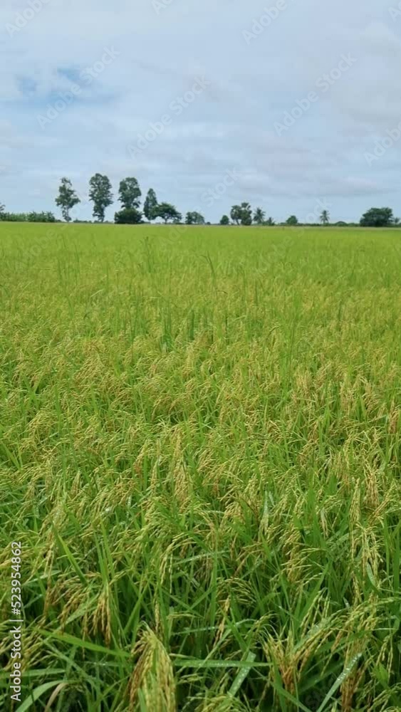 Rain at a rice field during monsoon season, Beautiful green paddy field ...