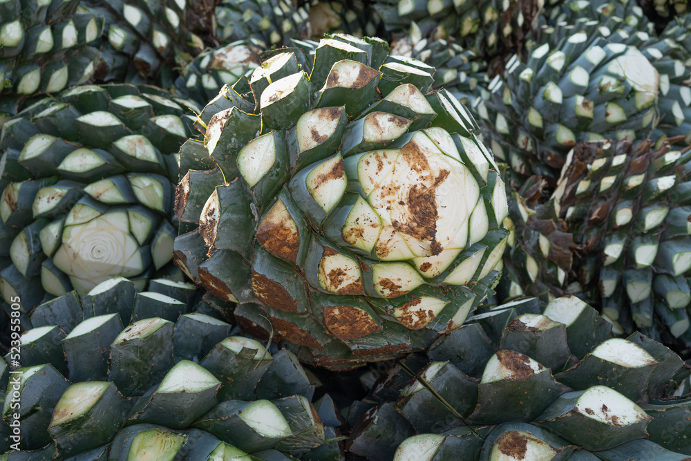 Las piezas de agave azul para hacer tequila son grandes y tienen muy ...