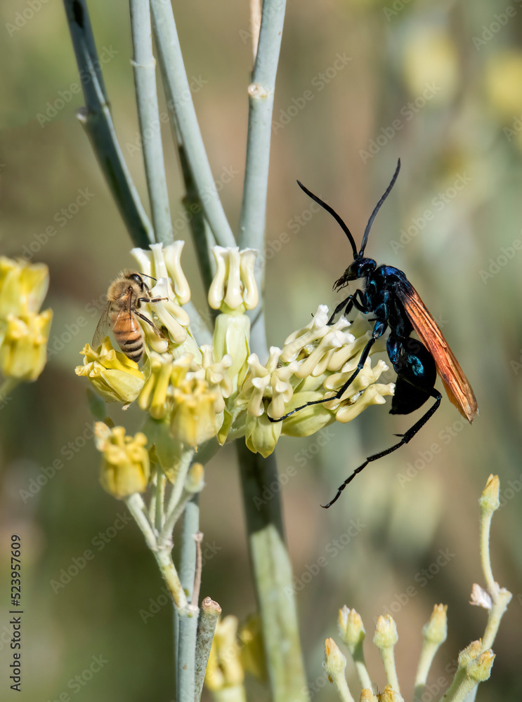 Tarantula hawk moth in its blue and orange vivid colors with a bee on a ...