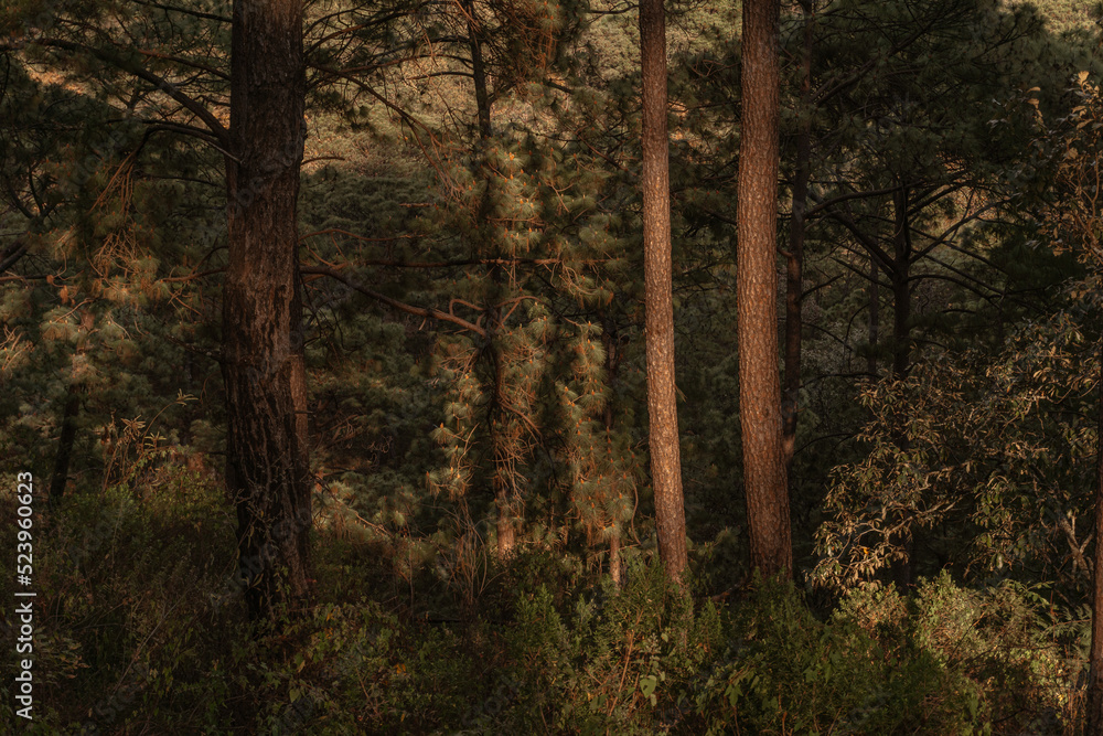 gran bosque en la sierra del tigre, Mazamitla jalisco, Mexico Stock ...