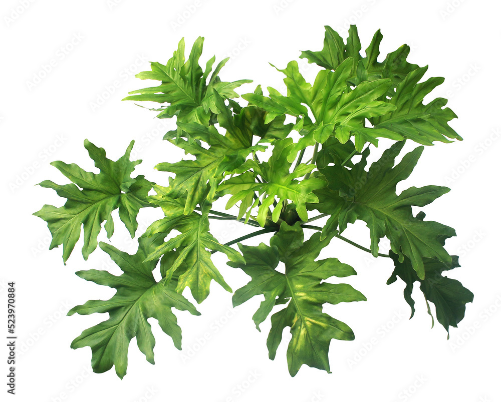 top view bush Philodendron selloum plant leaves isolated above on ...