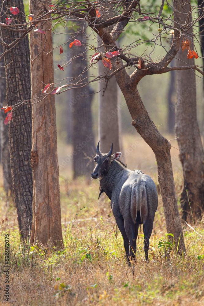 Nilgai walking towards water hole in the Forest of the Tadoba National ...