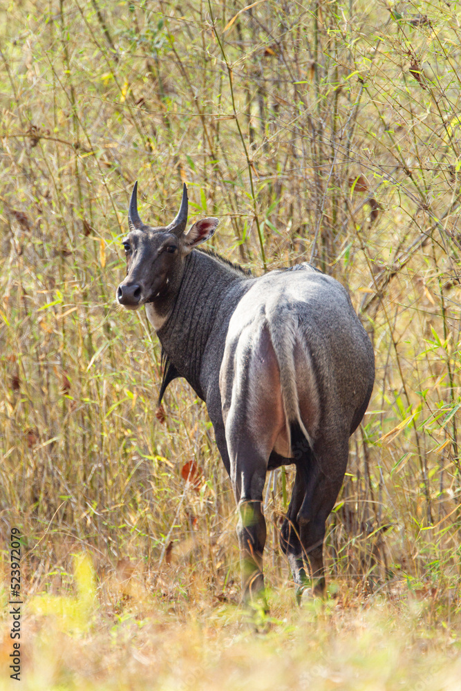 Nilgai walking towards waterhole in the Forest of the Tadoba National ...