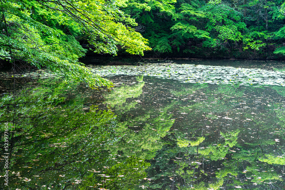 pond, in Ise Jingu, the biggest shinto shrine in Japan Stock Photo ...