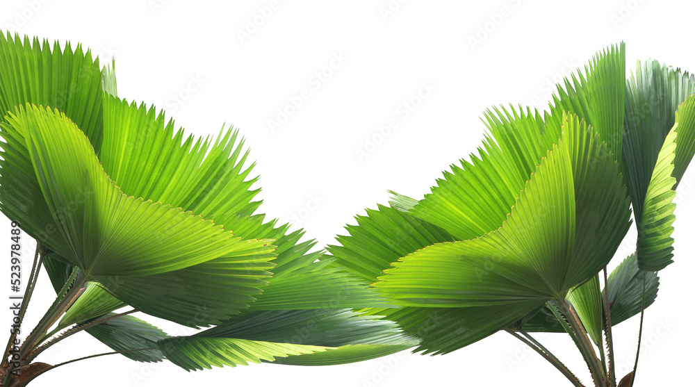 leaves of palm tree isolated on transparent background png file Stock ...