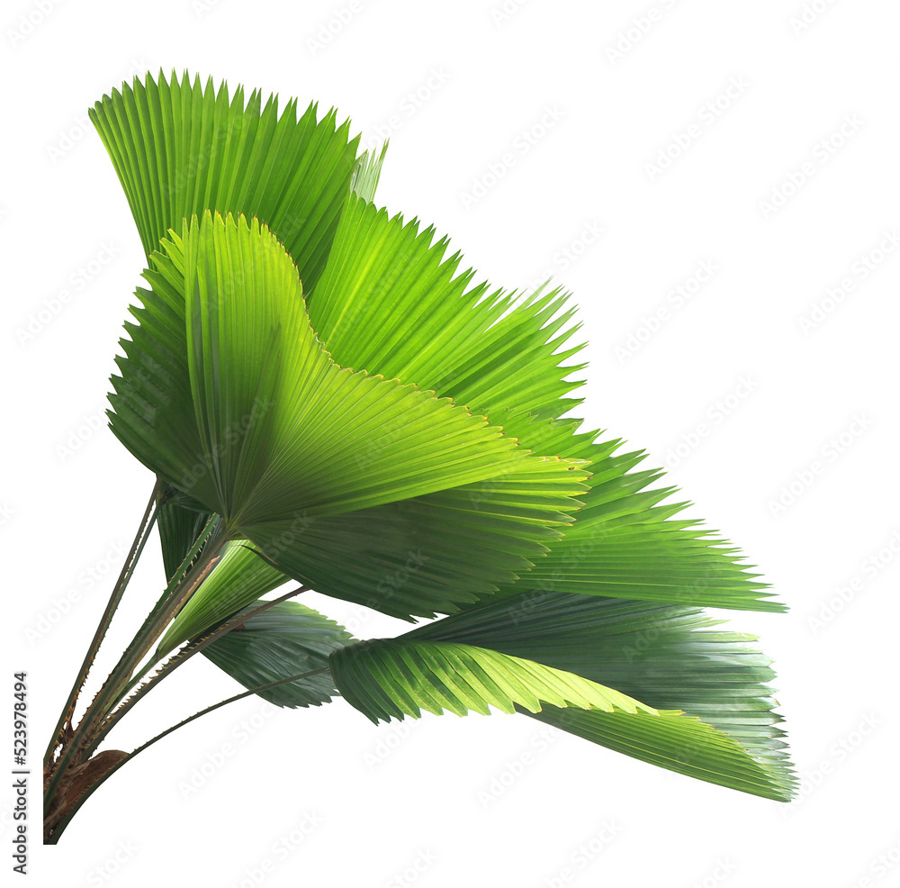 leaves of palm tree isolated on transparent background png file Stock ...