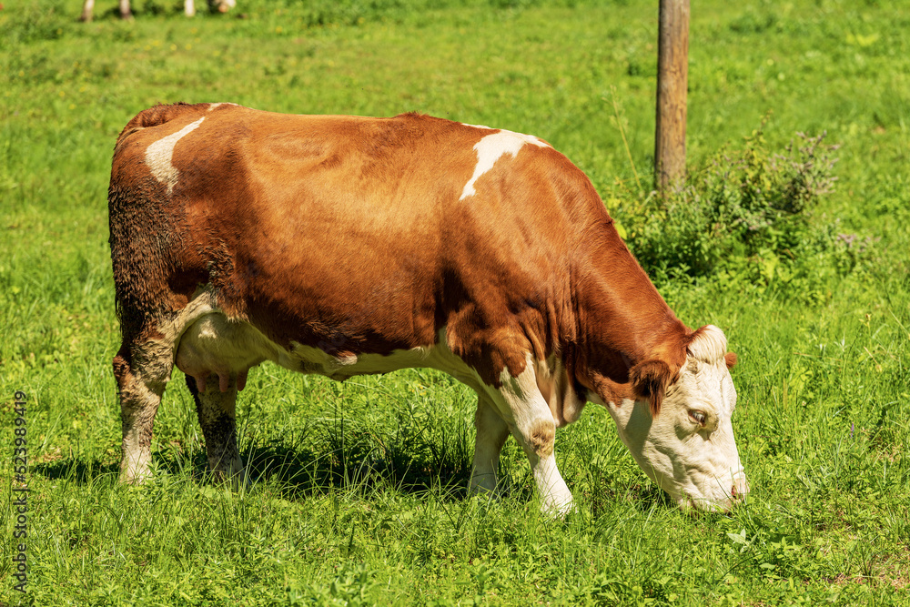 Dairy Cow Side View