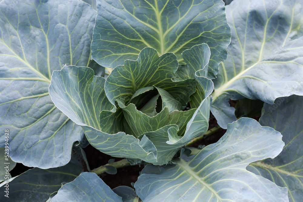 Young Cabbage Plant