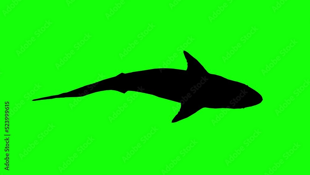 Silhouette of a great white shark swimming on green screen, top view ...