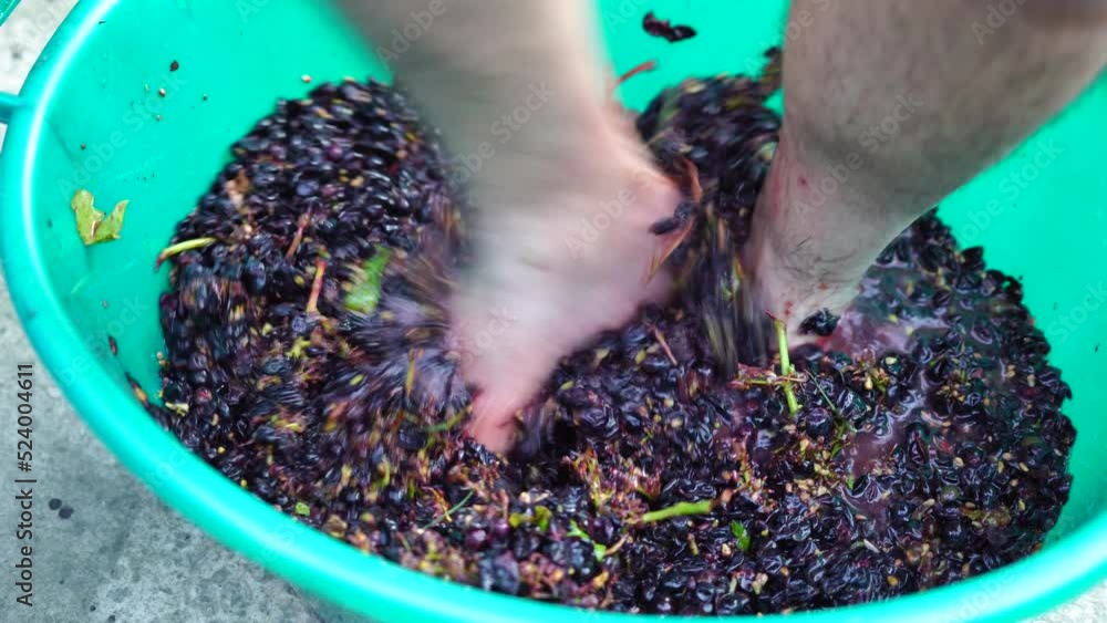 Grape-treading or grape-stomping in traditional winemaking. Senior ...