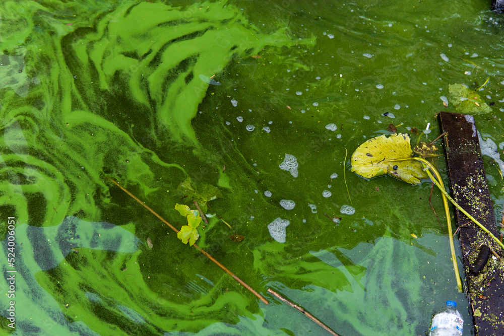 Water pollution by blooming blue-green algae - Cyanobacteria is world environmental problem ...