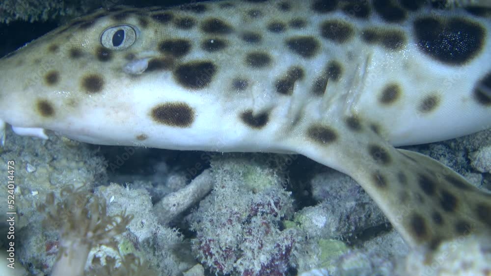 Raja epaulette shark hiding under coral, close up on head Stock ビデオ ...