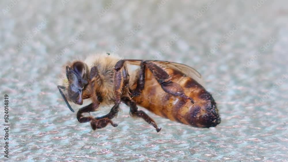 Honey Bee struggling to survive in a 35 degree heatwave in the United ...