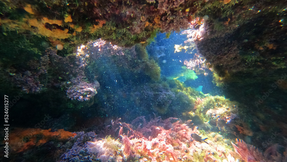 Underwater crystal clear coral reef cave with beautiful colours from ...