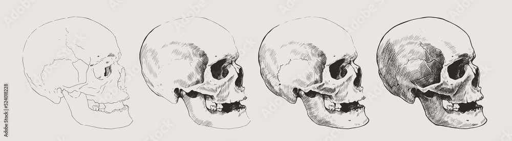 Set of hand drawn human skulls. Drawing step by step. Vector graphic ...