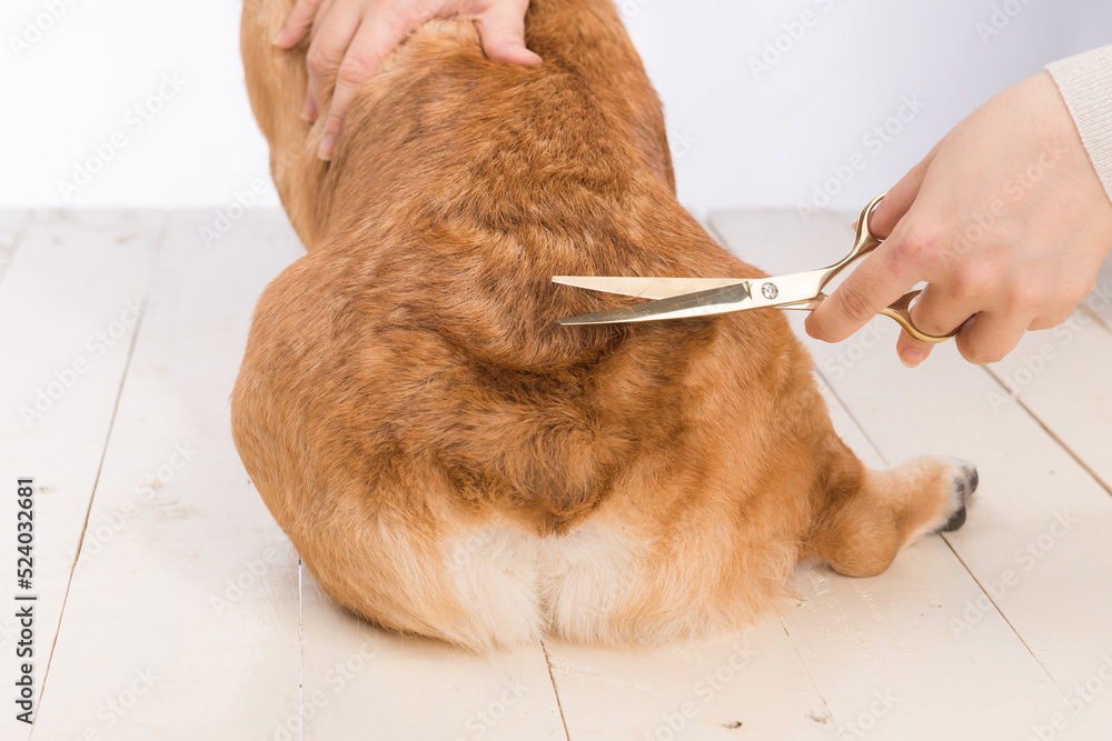 Female groomer use scissors to cut the dog's hair on table Stock Photo ...