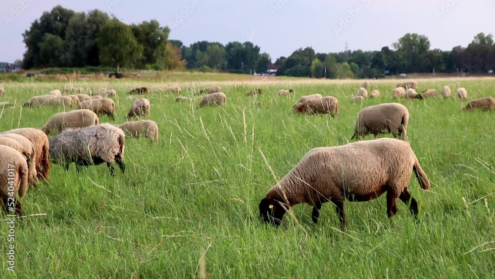 Grazing sheep in organic pasture farming with relaxed sheep herd in ...