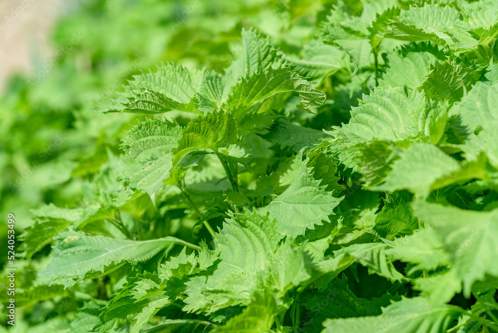 Green Shiso, Perilla frutescens var. crispa Stock Photo | Adobe Stock