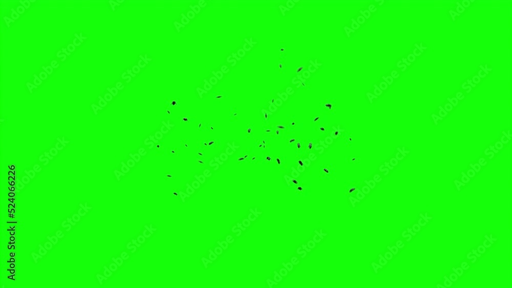 3d Animation Of Swarm Of Flying Flies On Green Screen Background. A Lot ...