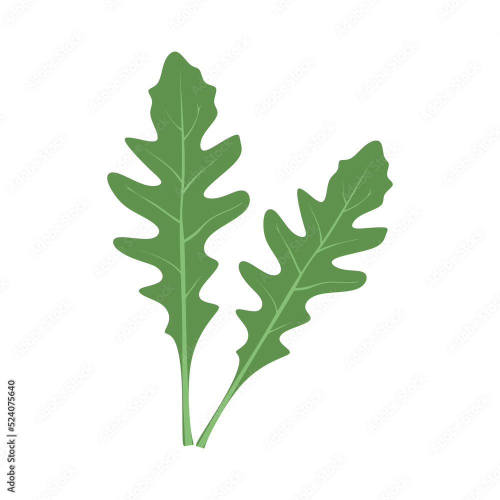 Аrugula leaf. Rucola, garden rocket. Greens, leafy vegetable. Healthy ...