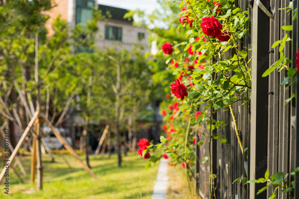 Rose Bush in the front garden. Trying to escape from behind the metal ...