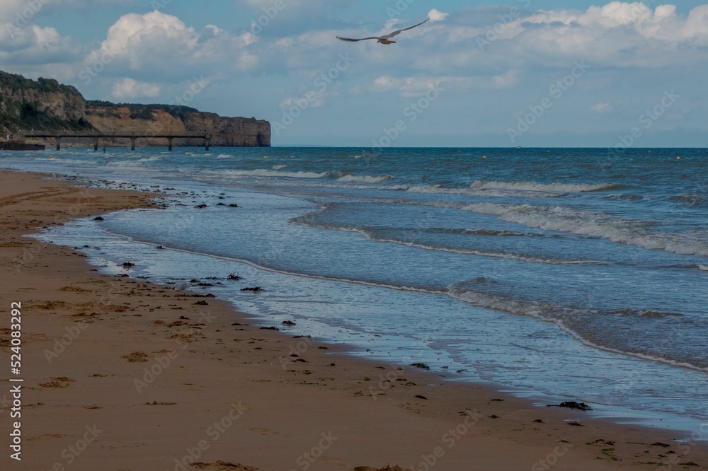 Seagull captured in Normandy beaches in France Stock Photo | Adobe Stock