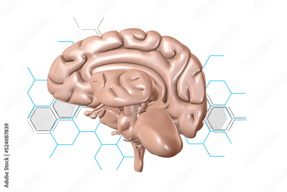 Human brain activity with plexus lines.. External cerebral connections ...