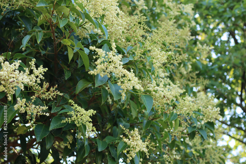 Ligustrum lucidum tree with many white flowers. Wax-leaf privet tree in ...