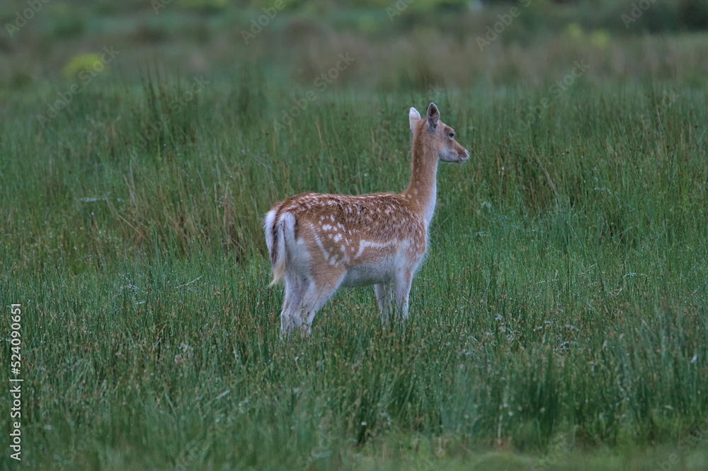 Fallow Deer at Lochbuie on the Inner Herbrides Isle of Mull, Scotland ...