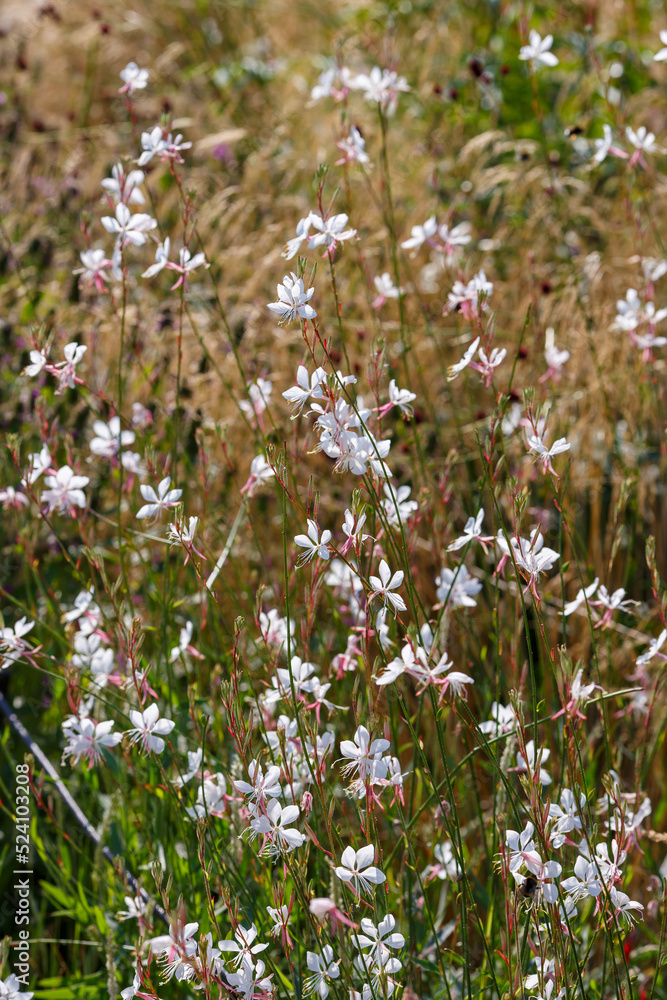 Gaura Lindheimeri ( White gaura) - plant species of the genus Gaura ...