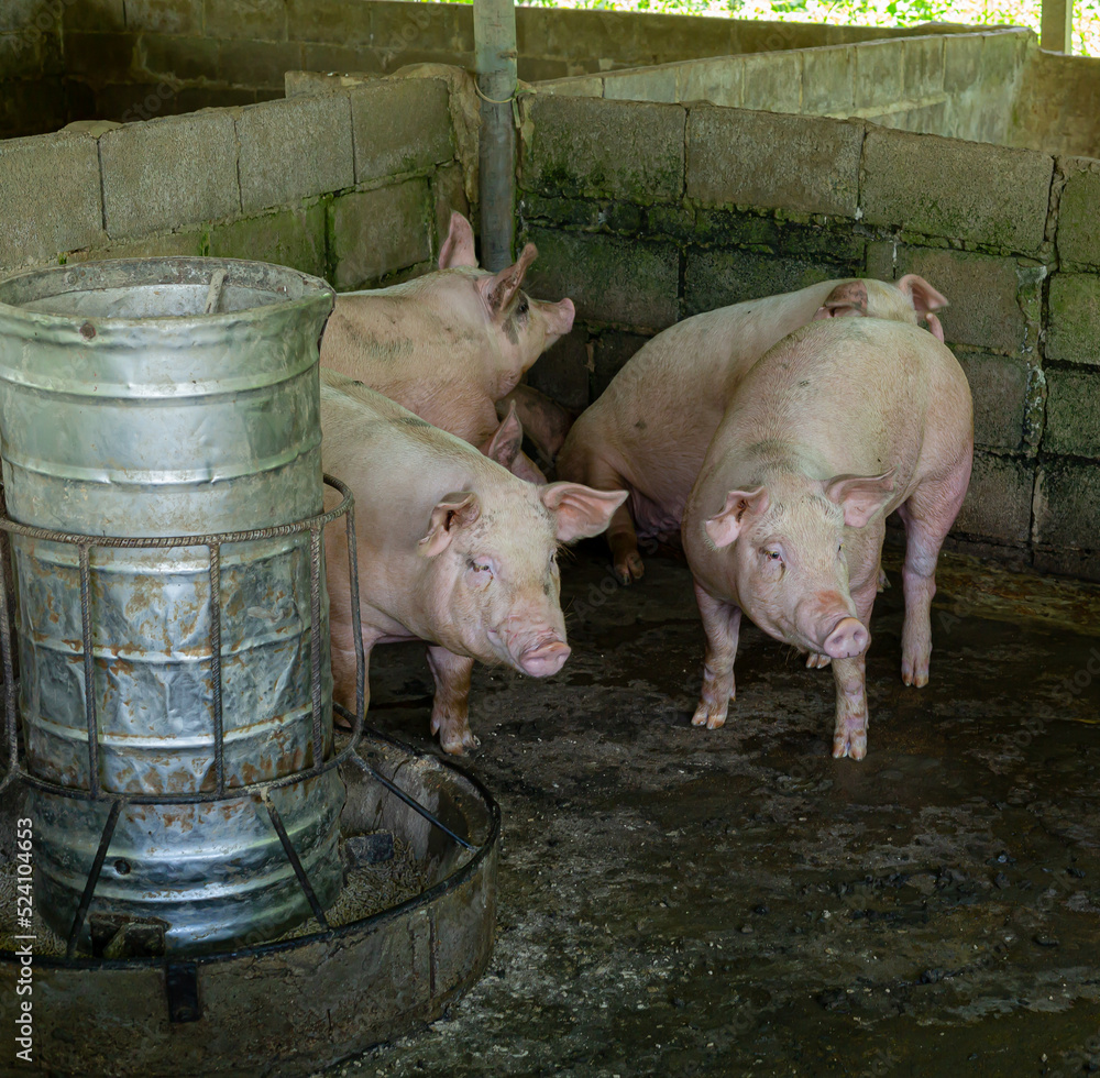 pig farm,Swine at the farm. Meat industry. Pig farming to meet the ...
