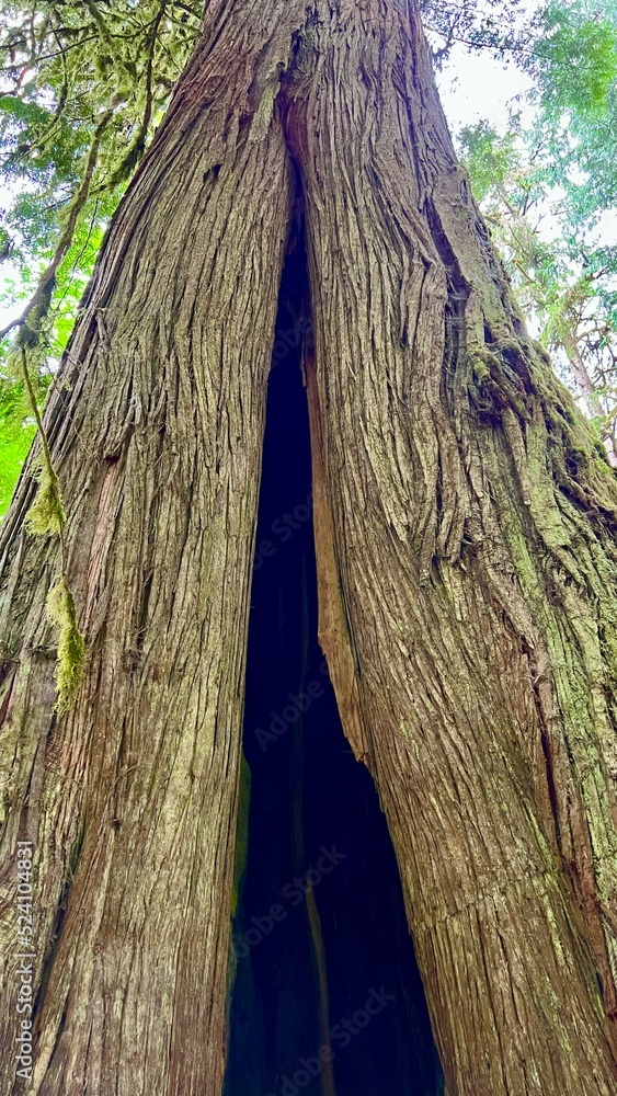 MacMillan Provincial Park Seven Wonders of Canada Vancouver island ...