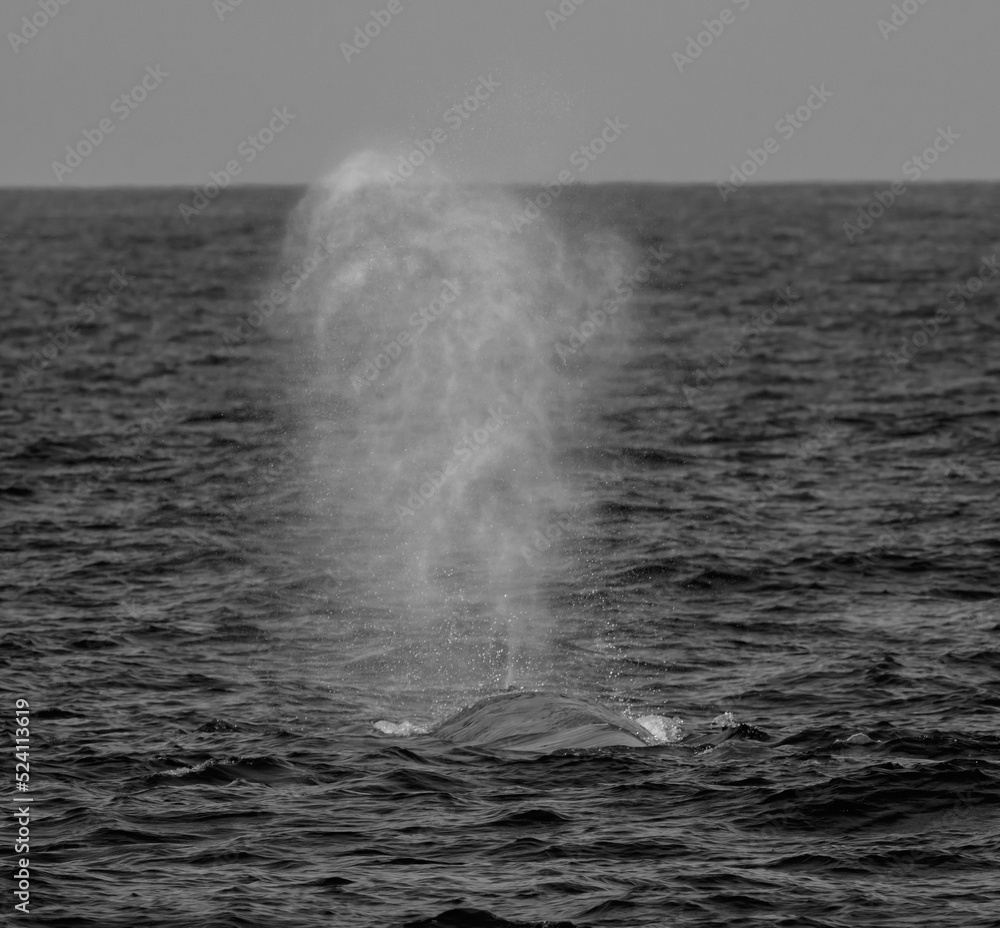 Black And White Whale Bandw Whale Monochrome Whale Blue Whale Blowing Out Water Whale Blow