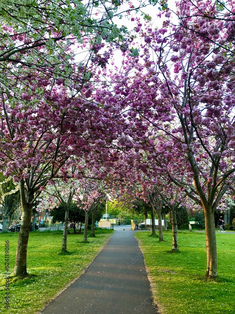 Beauty of blooming sakura on a sunny spring day in Herbert Park, Dublin ...