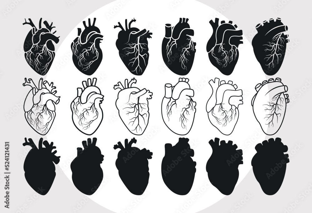 Realistic Heart SVG Bundle, Anatomical Heart Svg, Real Human Heart Svg ...