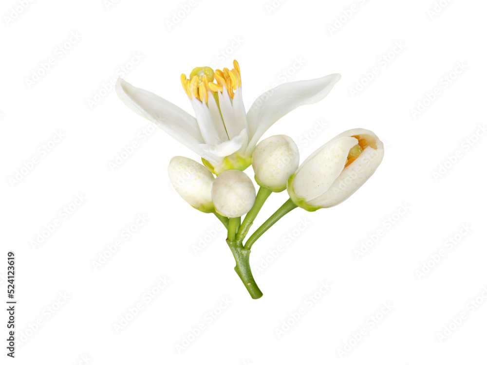 Neroli blossom white flower and buds isolated transparent png. Orange ...