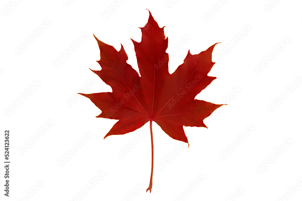 Red autumn colored canadian maple leaf isolated transparent png. Canada ...