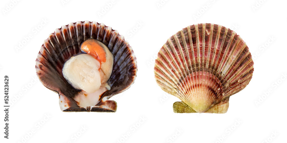 Variegated scallop mollusk in the shell isolated transparent png ...