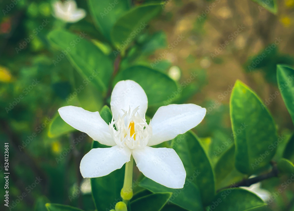 Small Yellow Five Petal Flower | Best Flower Site
