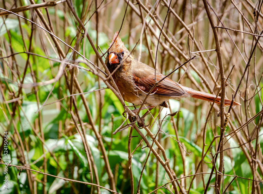 Female Cardinal peeking out of a bush at Roswell Park in Georgia. Stock ...