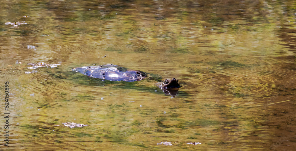 Common Snapping Turtle swimming in the canal at Roswell park in Georgia ...