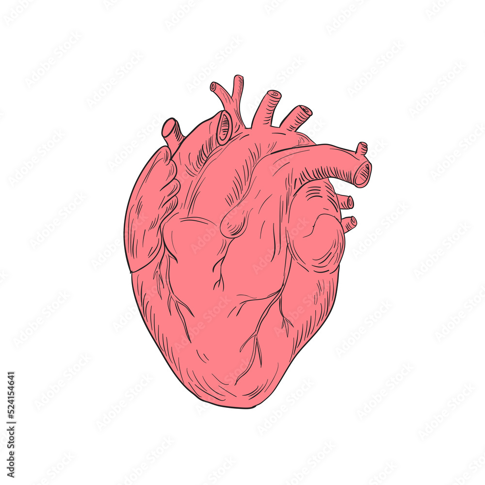 Human Heart Anatomy Drawing ilustração do Stock | Adobe Stock