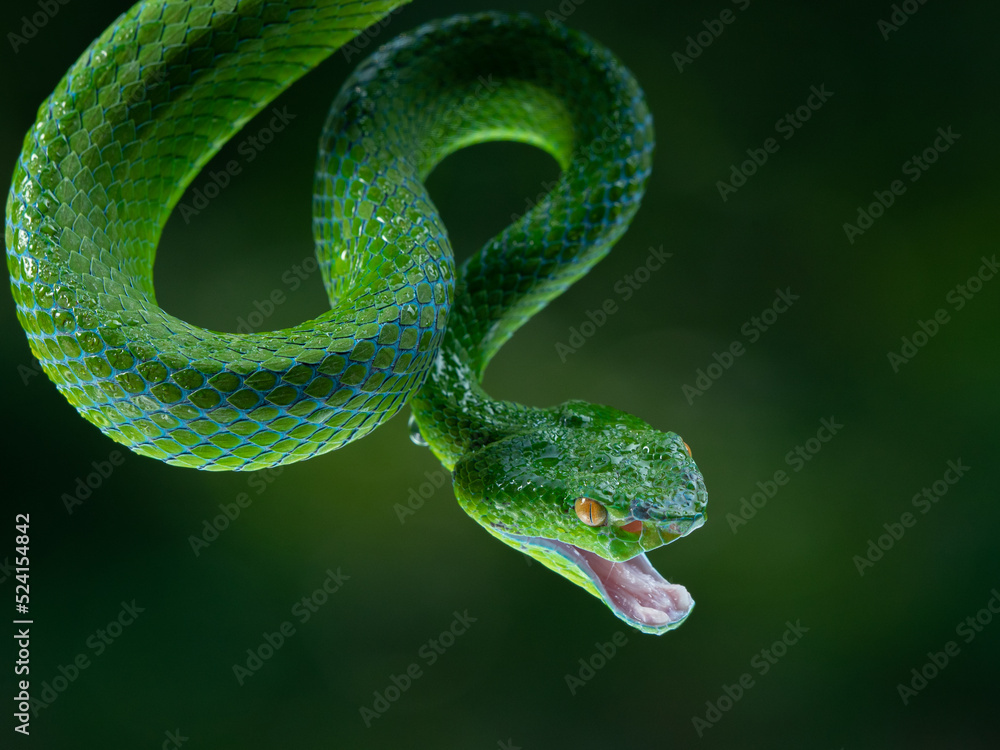 Green pit viper Popeia barati opening its mouth Stock Photo | Adobe Stock