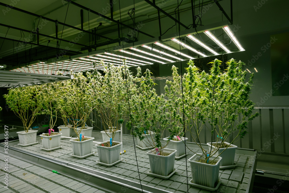 Growing cannabis banner background. Growing operation system cannabis ...